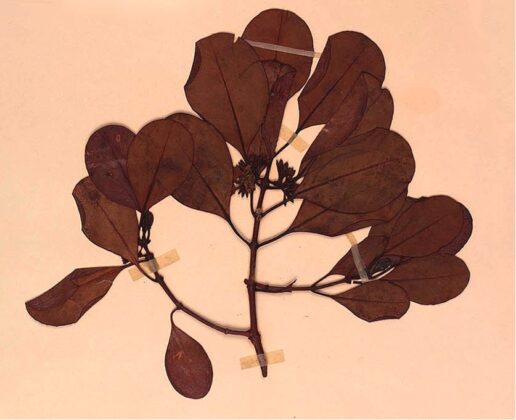 Manila: Guide to the Pearl of the Orient, Philippine - Mihi Travel